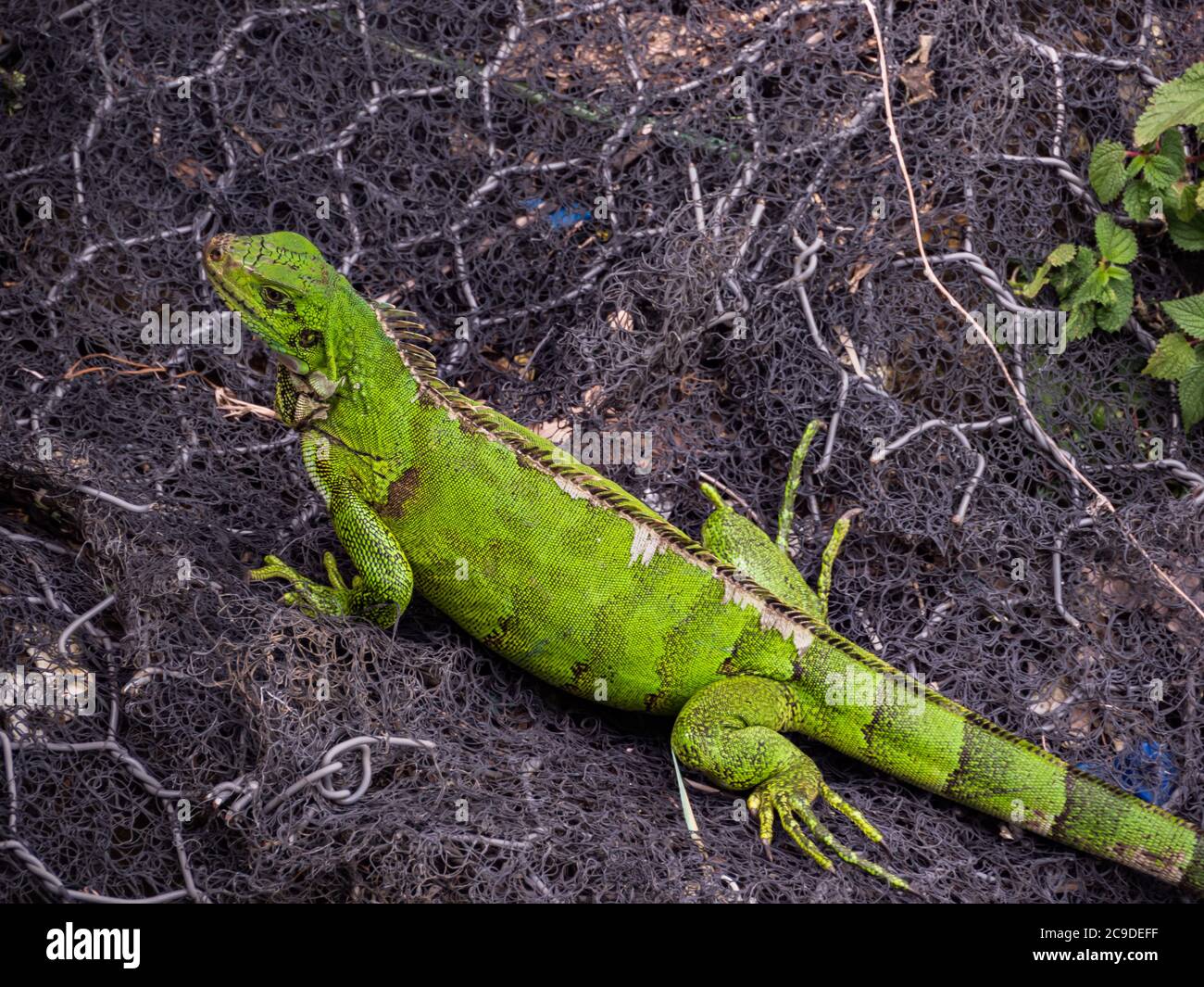 A large, green lizard on a grid, on the bank of a river in the Amazon ...