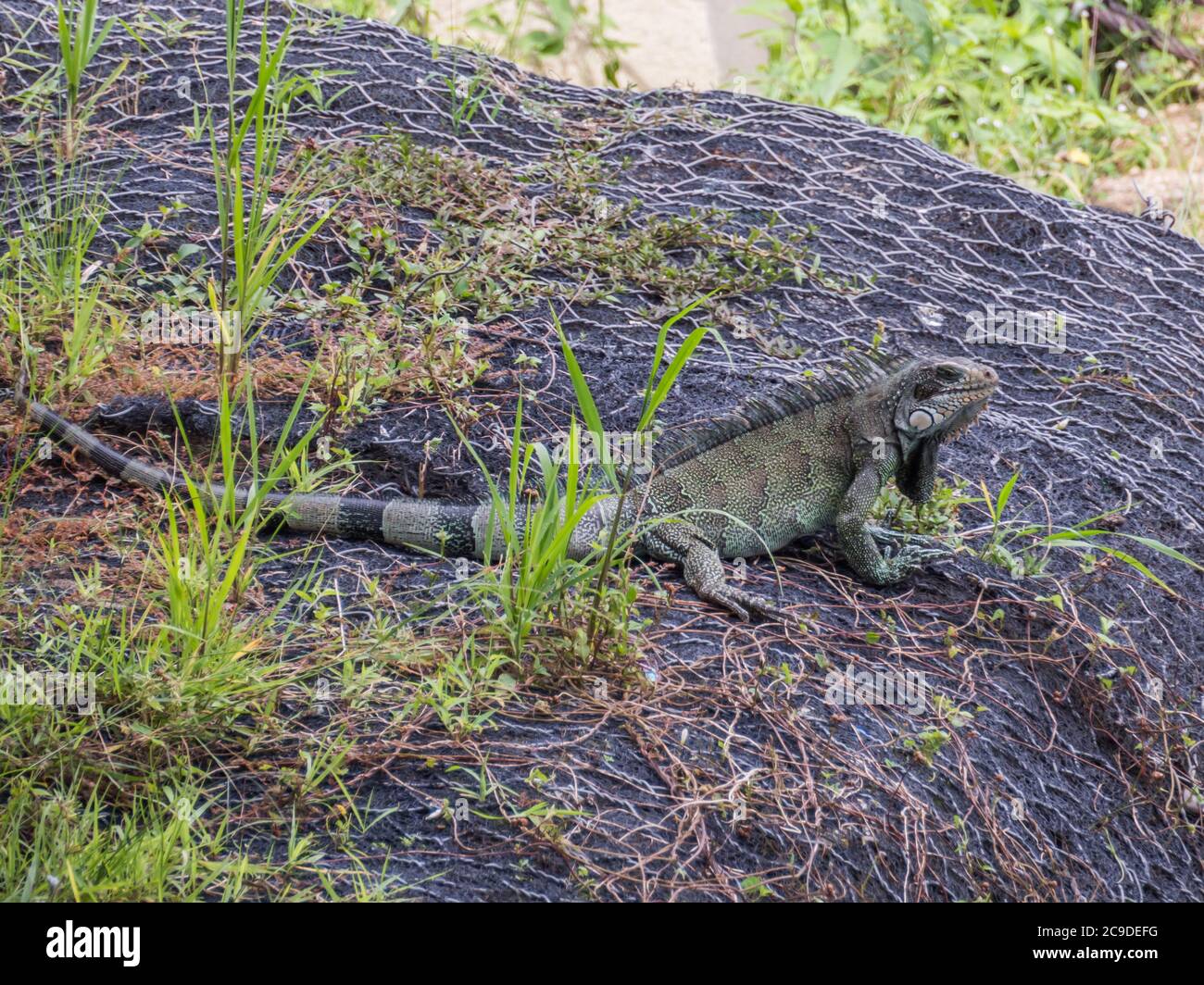 A large, green lizard on a grid, on the bank of a river in the Amazon ...