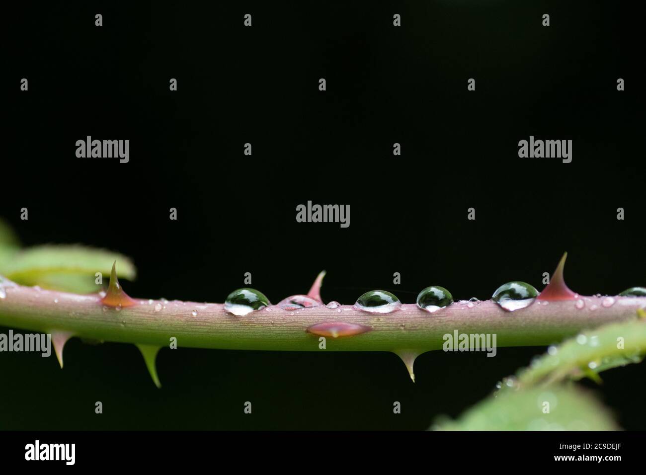 Dog rose (Rosa canina) stalk Stock Photo - Alamy
