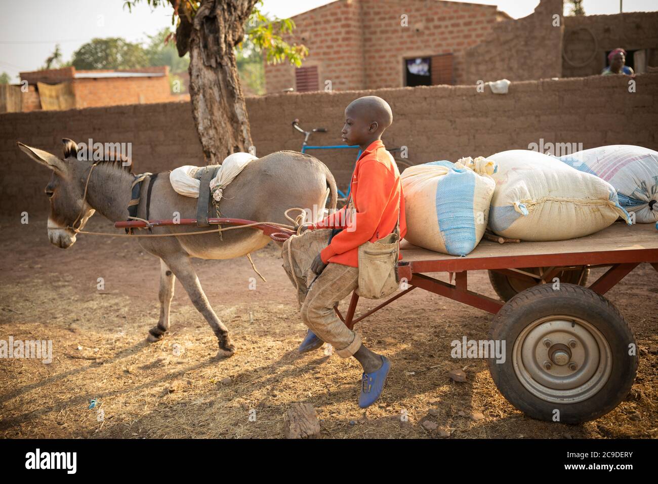 Child driving a donkey cart in Mouhoun Province, Boucle de Mouhoun ...