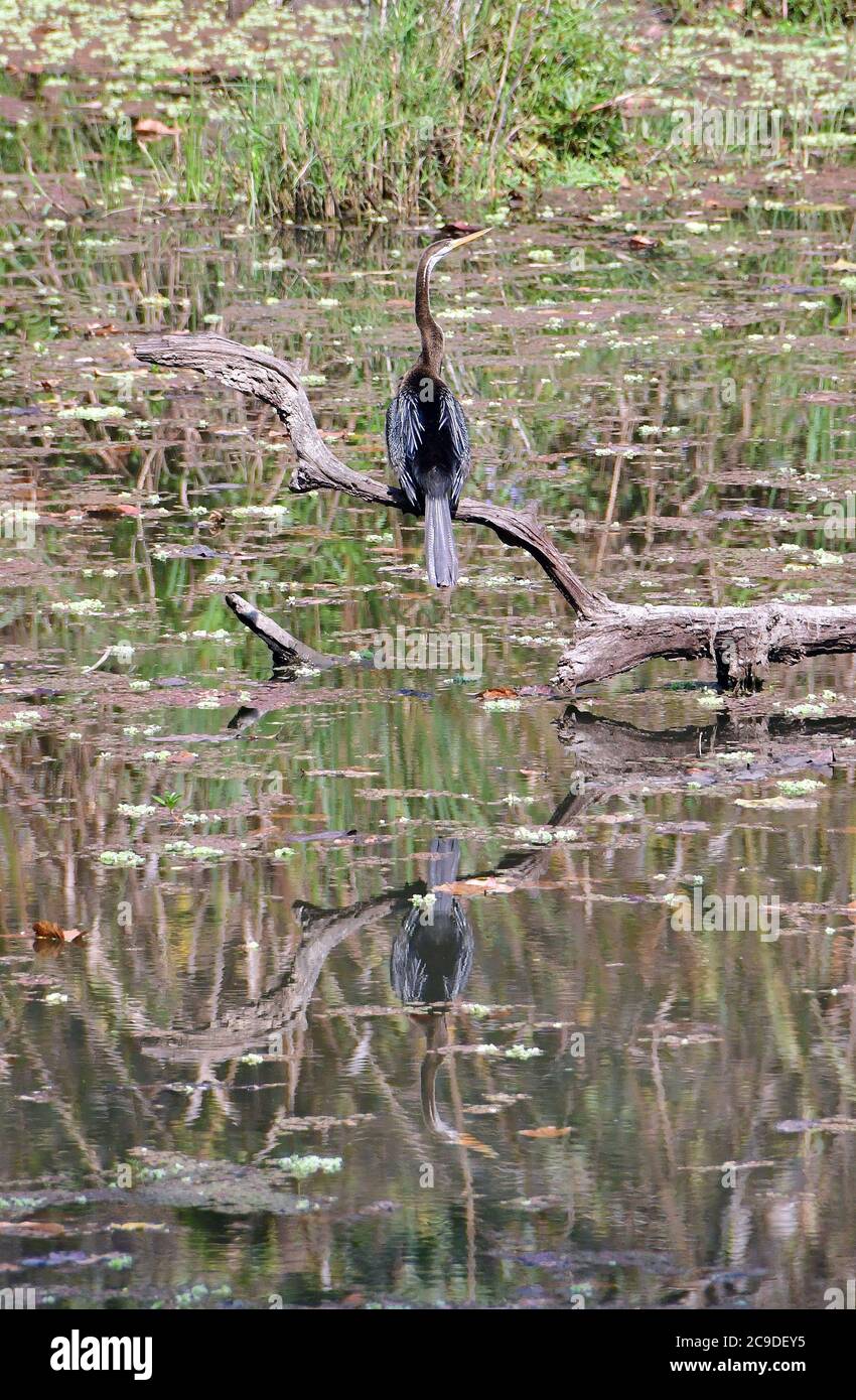 Indischer schlangenhalsvogel hi-res stock photography and images - Alamy