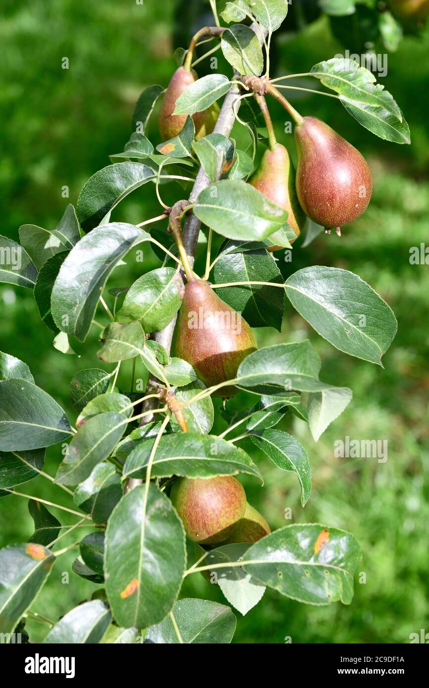 Pears hi res hi-res stock photography and images - Alamy
