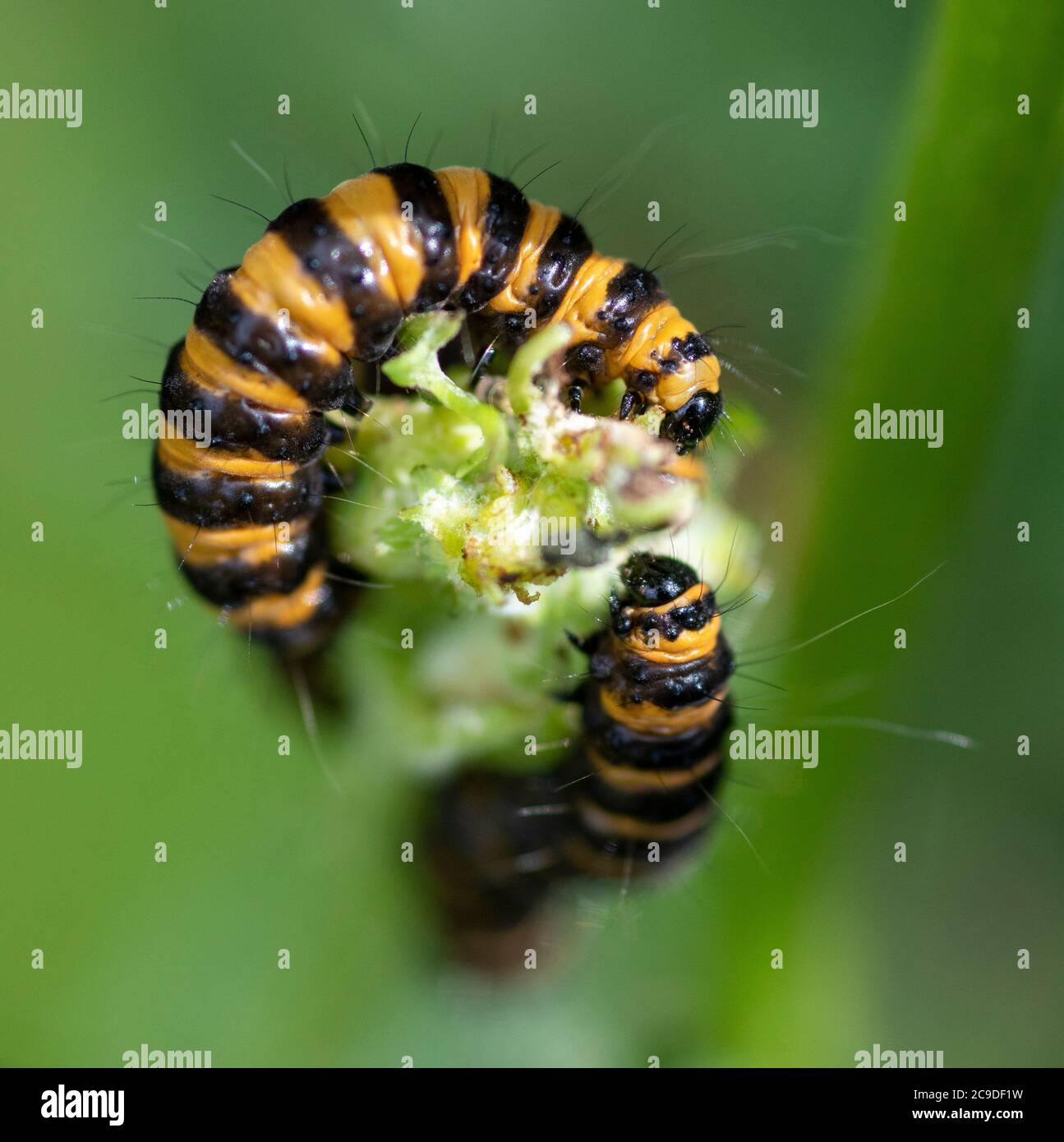 Cinnabar moth (Tyria jacobaeae) caterpillars feeding on Ragwort ...