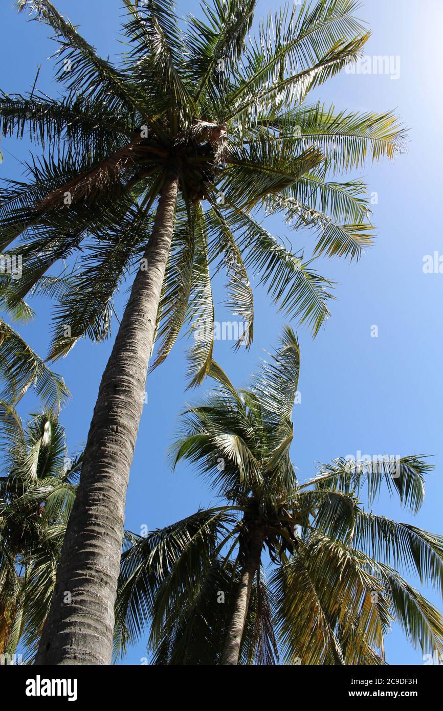 Very tall palm trees hi-res stock photography and images - Alamy