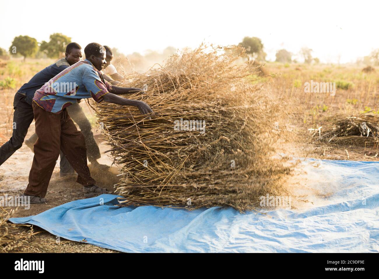 Winnowing sesame hi-res stock photography and images - Alamy