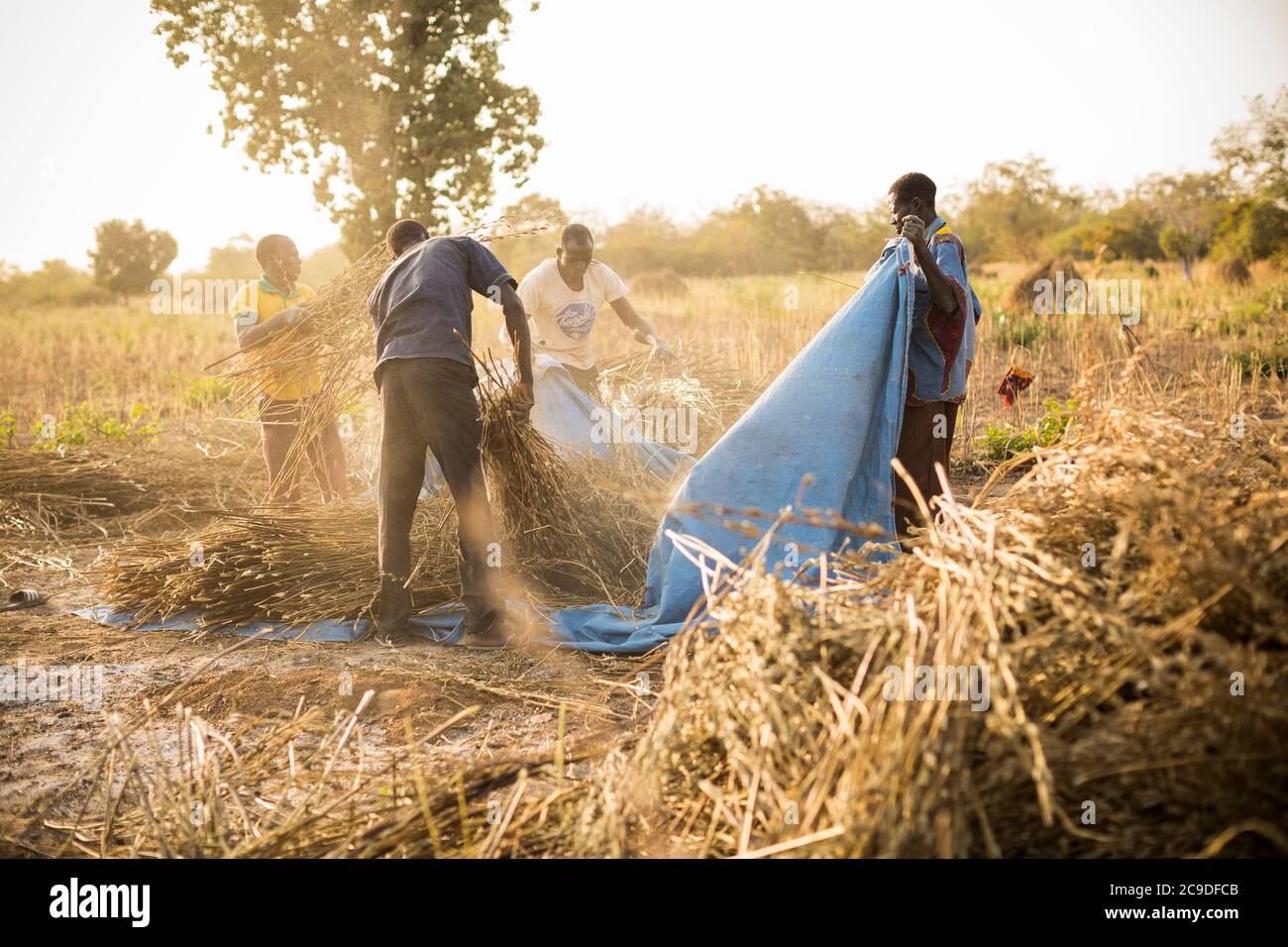 African subsistence farmers extract sesame grain from stalks and ...