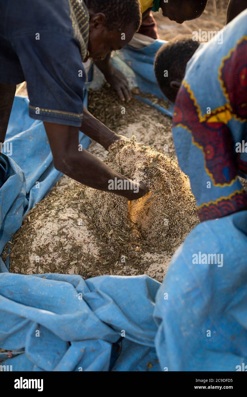 Winnowing sesame hi-res stock photography and images - Alamy
