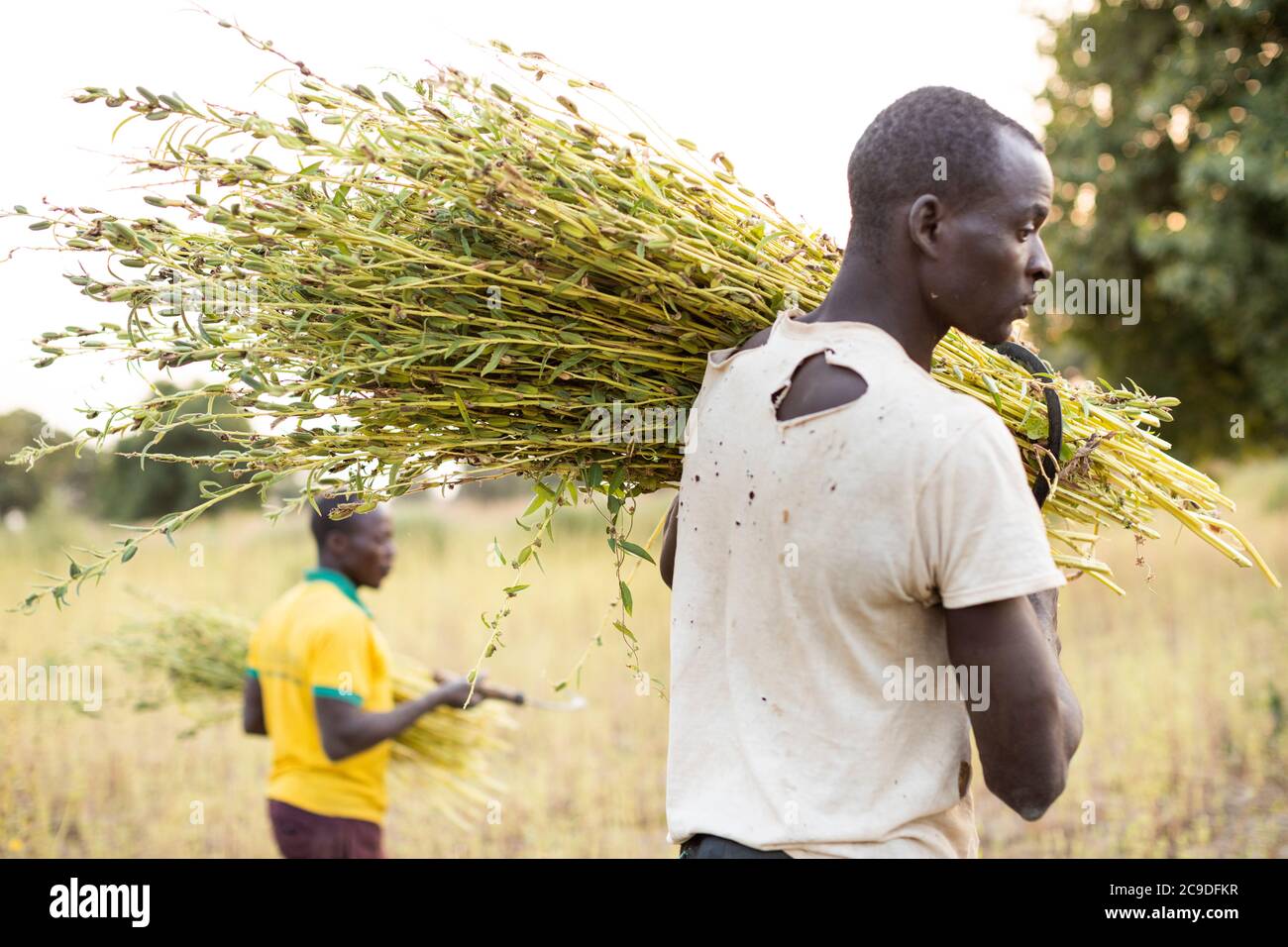 Sesame farmers harvesting stalks of sesame pods in Mouhoun Province ...