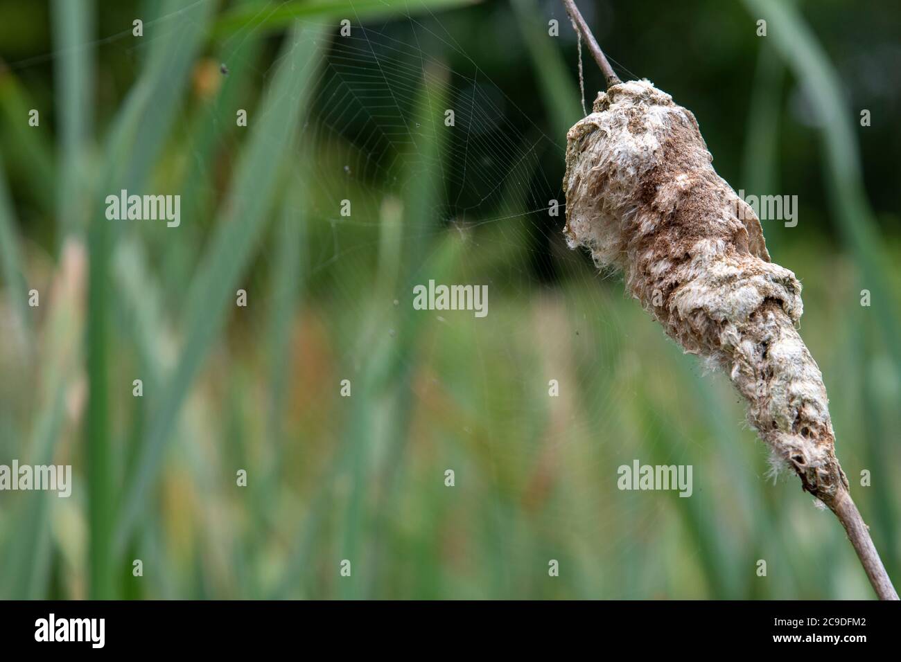Bulrush (Typha latifolia) seed head Stock Photo - Alamy