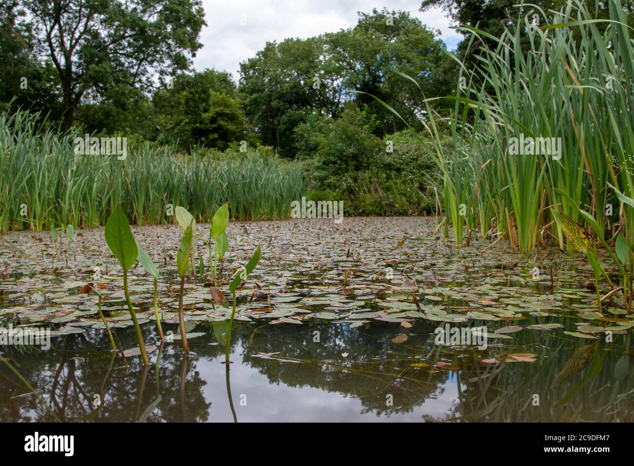 Farm pond hi-res stock photography and images - Alamy