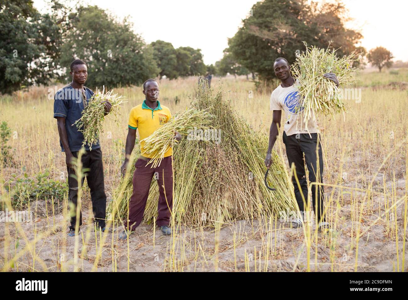 Sesame farmers harvesting stalks of sesame pods in Mouhoun Province ...