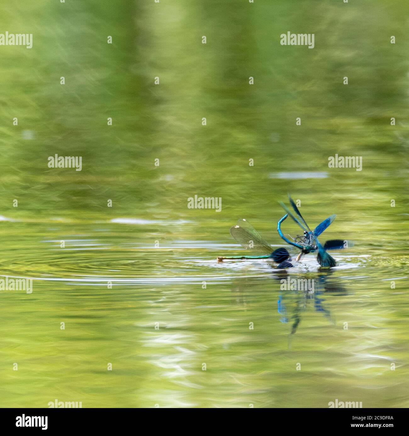 Banded Demoiselle (Calopteryx splendens) dragonflies fighting Stock ...