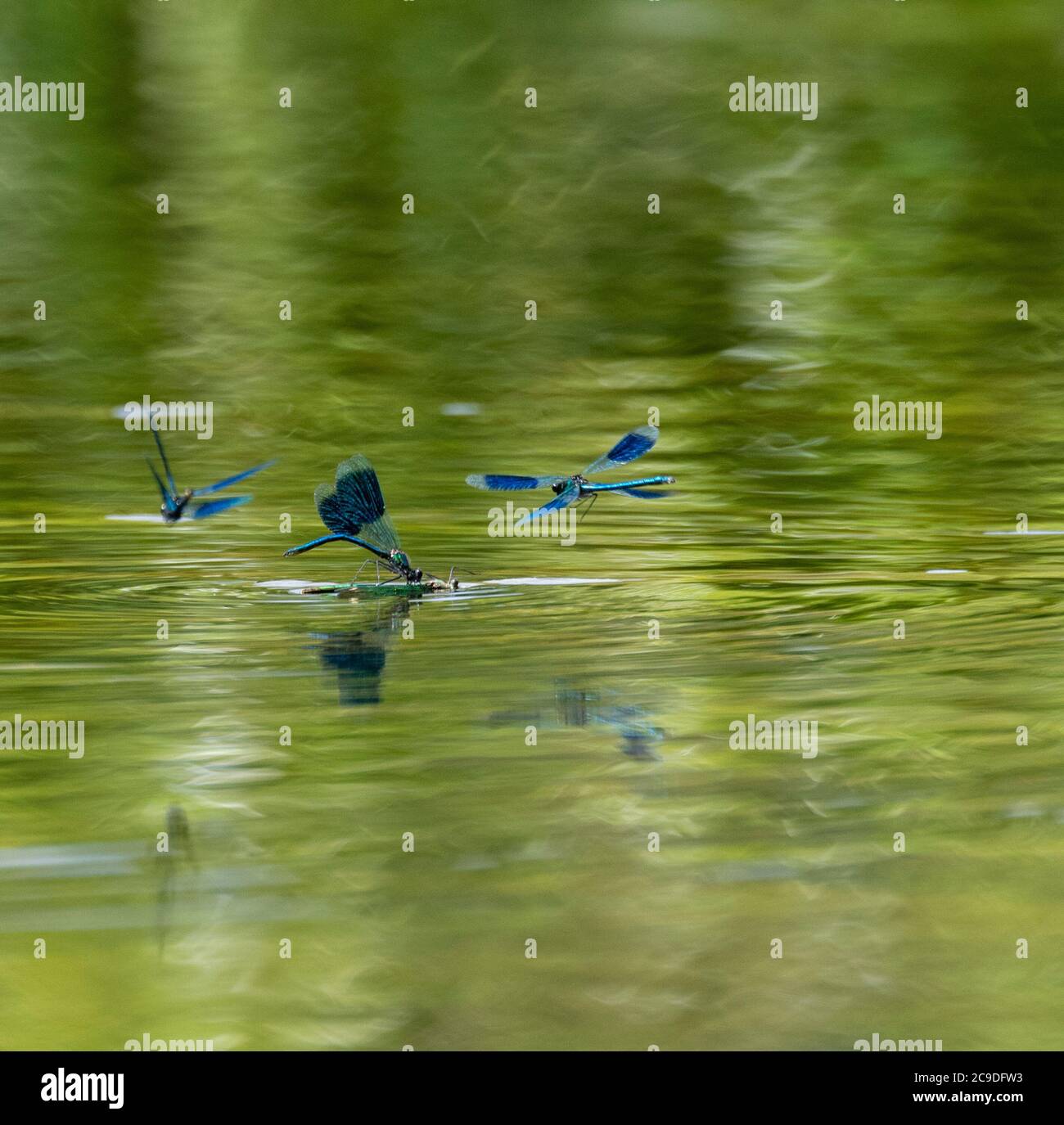 Banded Demoiselle (Calopteryx splendens) dragonflies fighting Stock ...