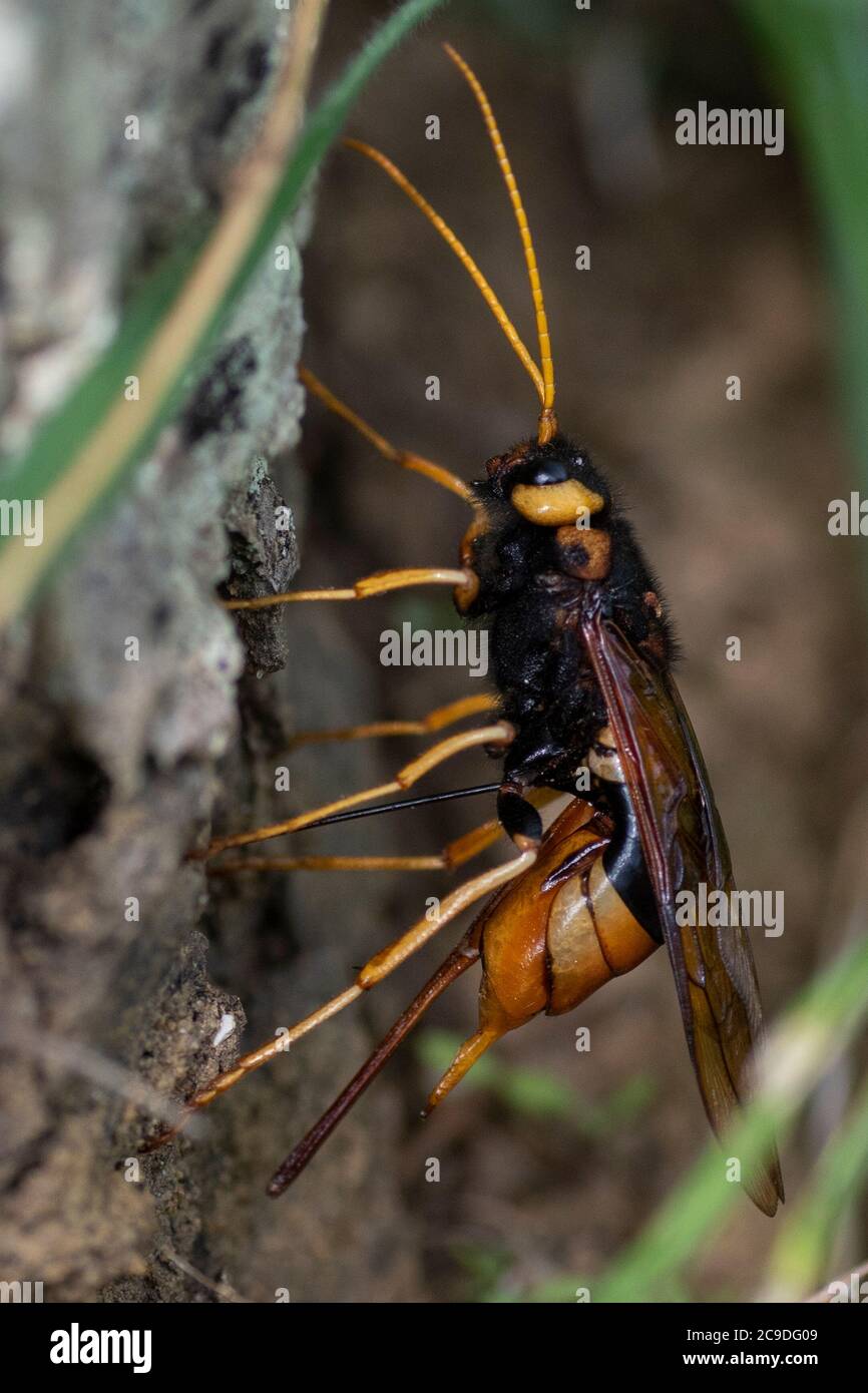 Female Wood Wasp (Urocerus gigas) laying eggs in a tree Stock Photo - Alamy