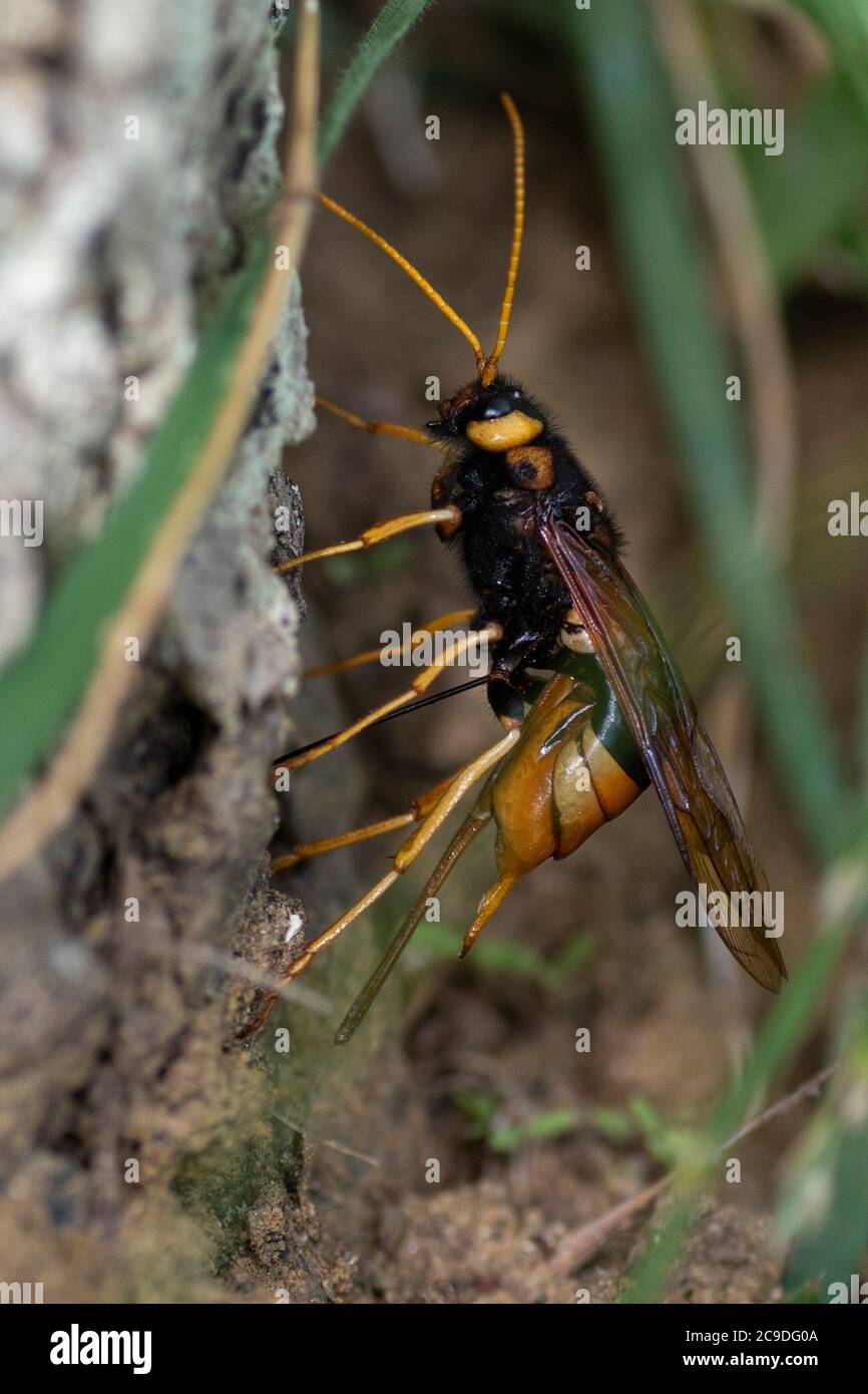 Female Wood Wasp (Urocerus gigas) laying eggs in a tree Stock Photo - Alamy