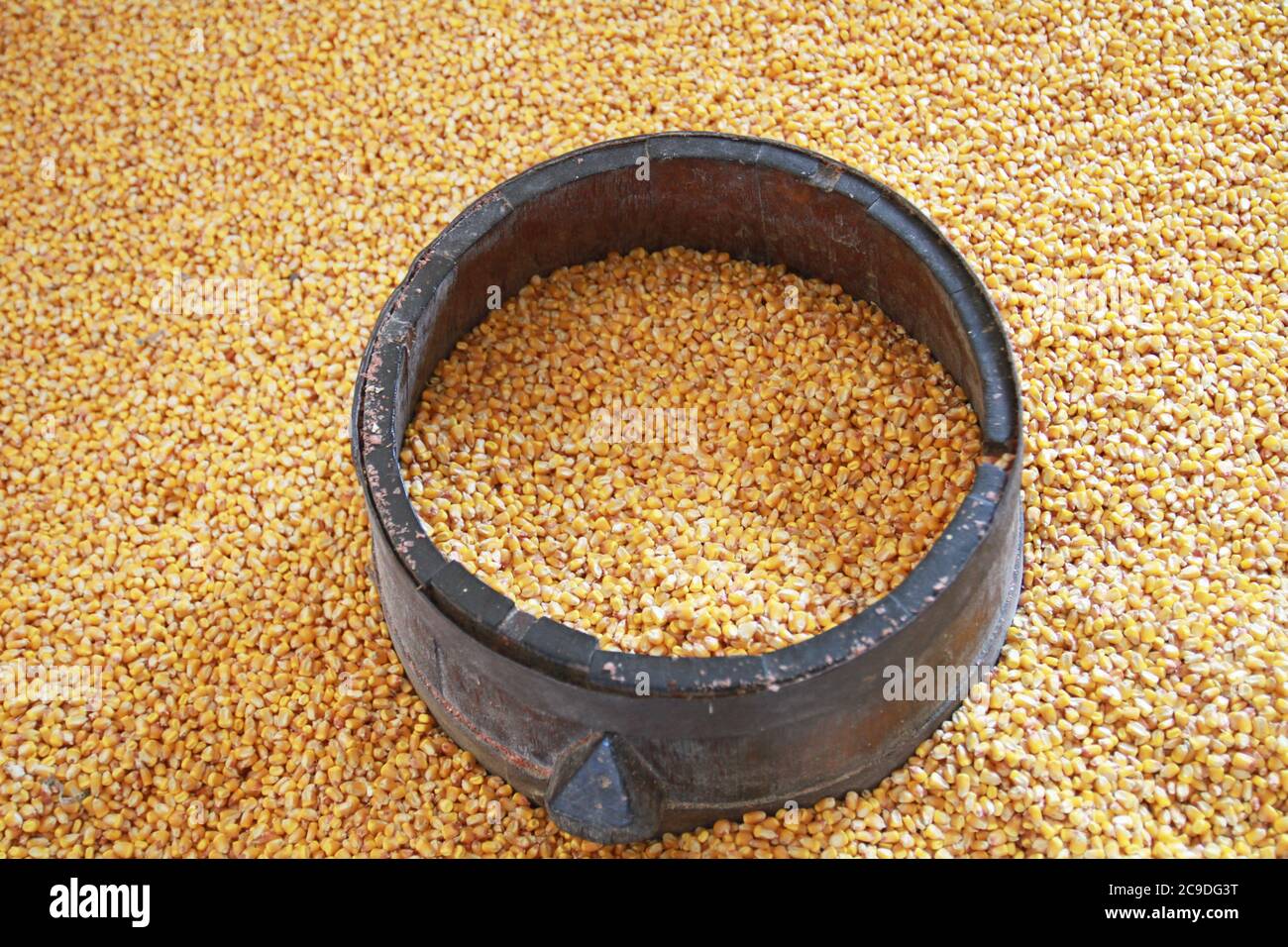 bucket in a grain of maize Stock Photo - Alamy
