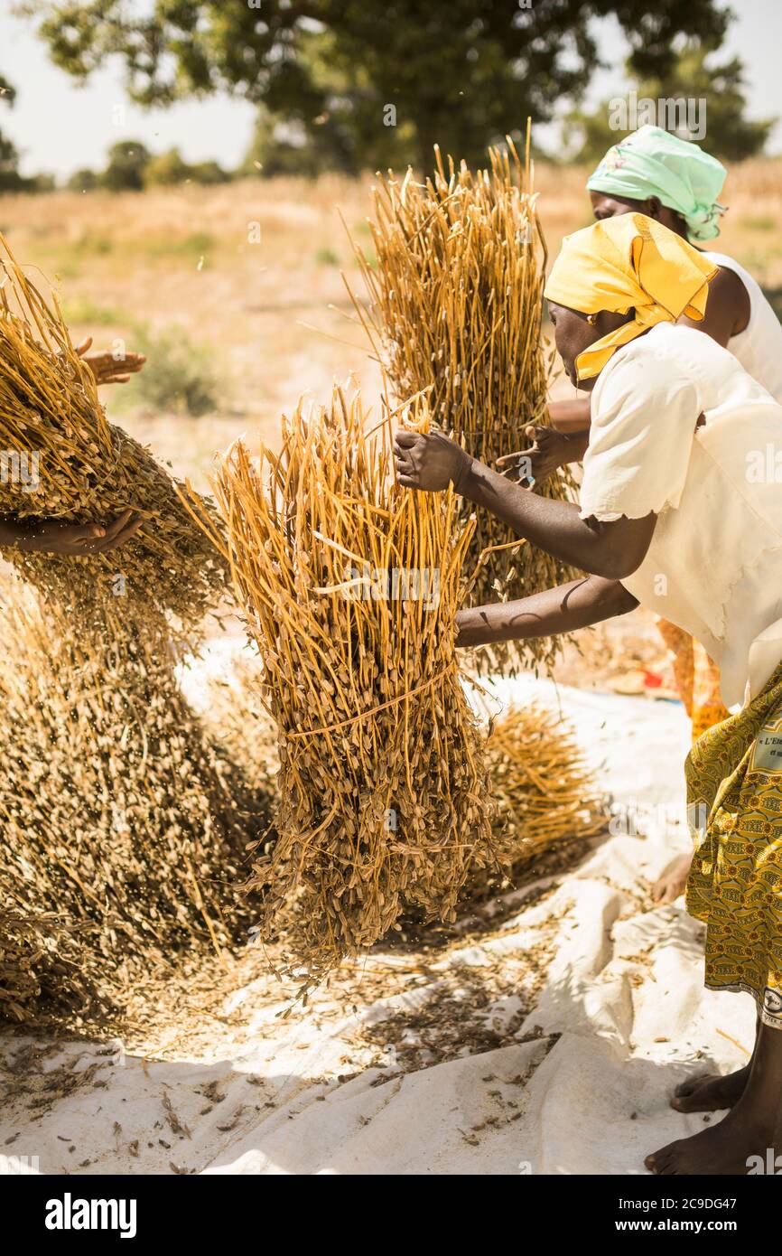 African women subsistence farmers extract sesame grain from stalks and ...