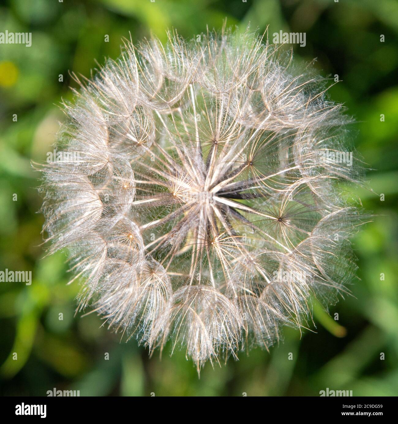 Goat's-beard (Tragopogon pratensis) flower seed head Stock Photo - Alamy