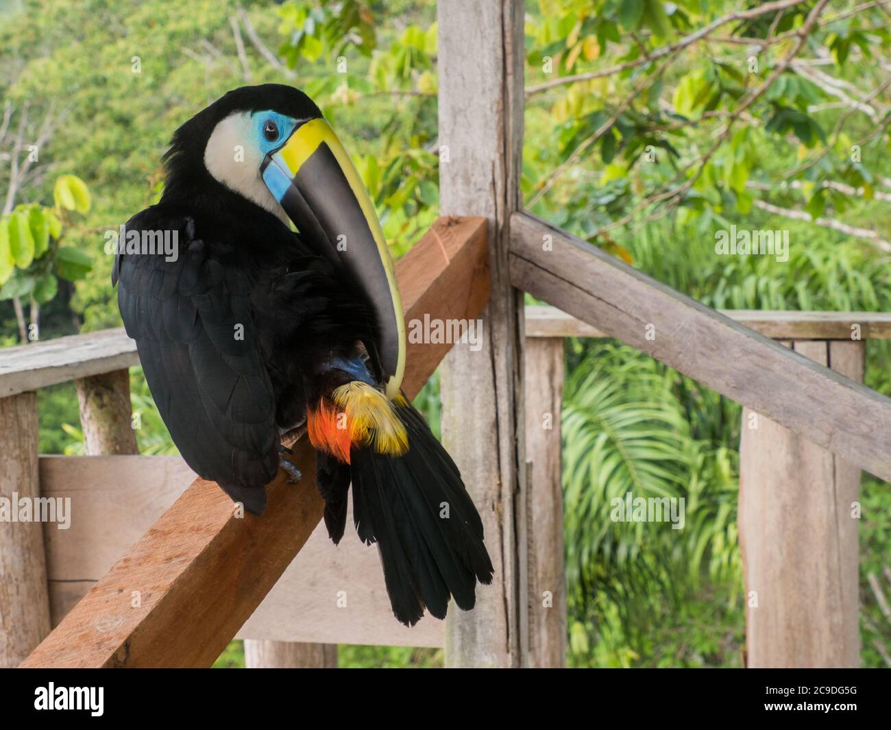 Toucan is tropical American fruit-eating bird with a massive bill and ...