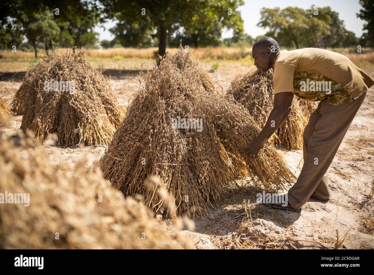 Stalks of sesame are bundled and dried by a smallholder farmer before ...