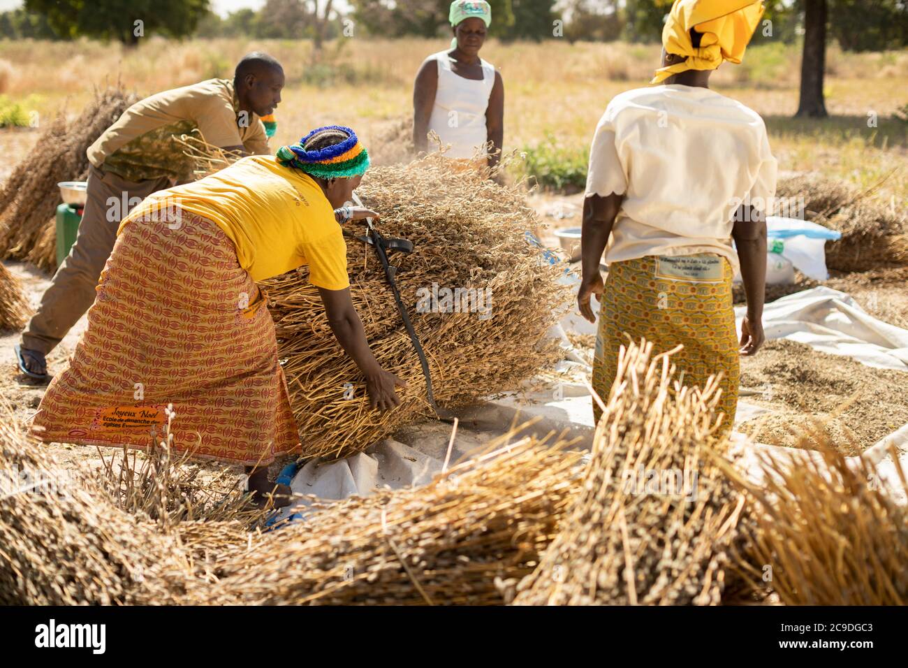 Farmers harvesting crop grains in africa hi-res stock photography and ...