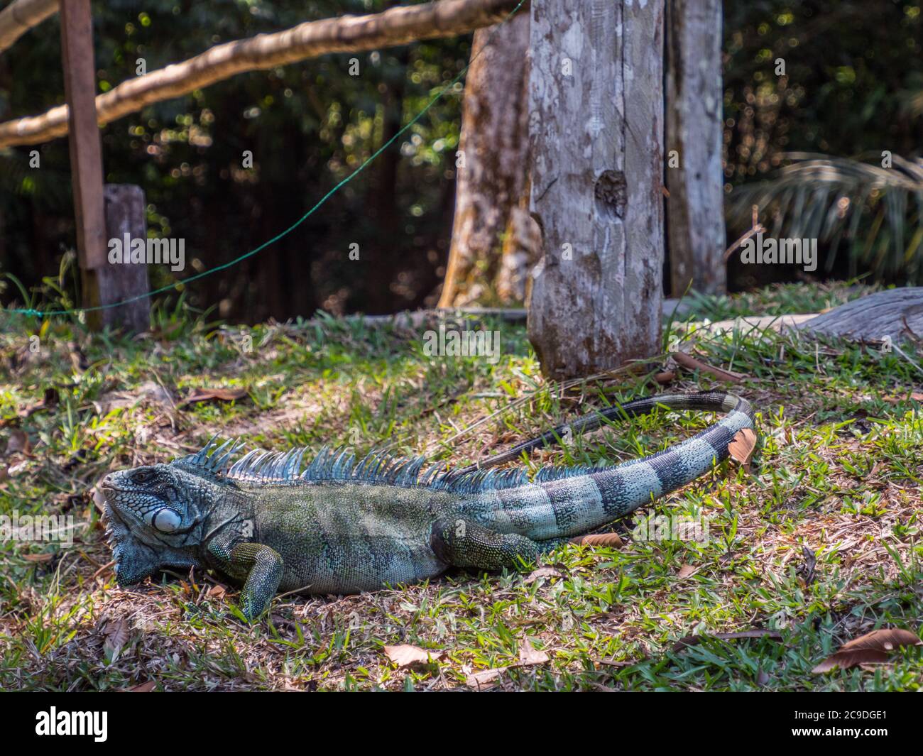 A large, green lizard in the Amazon jungle. Amazonia. Latin America ...