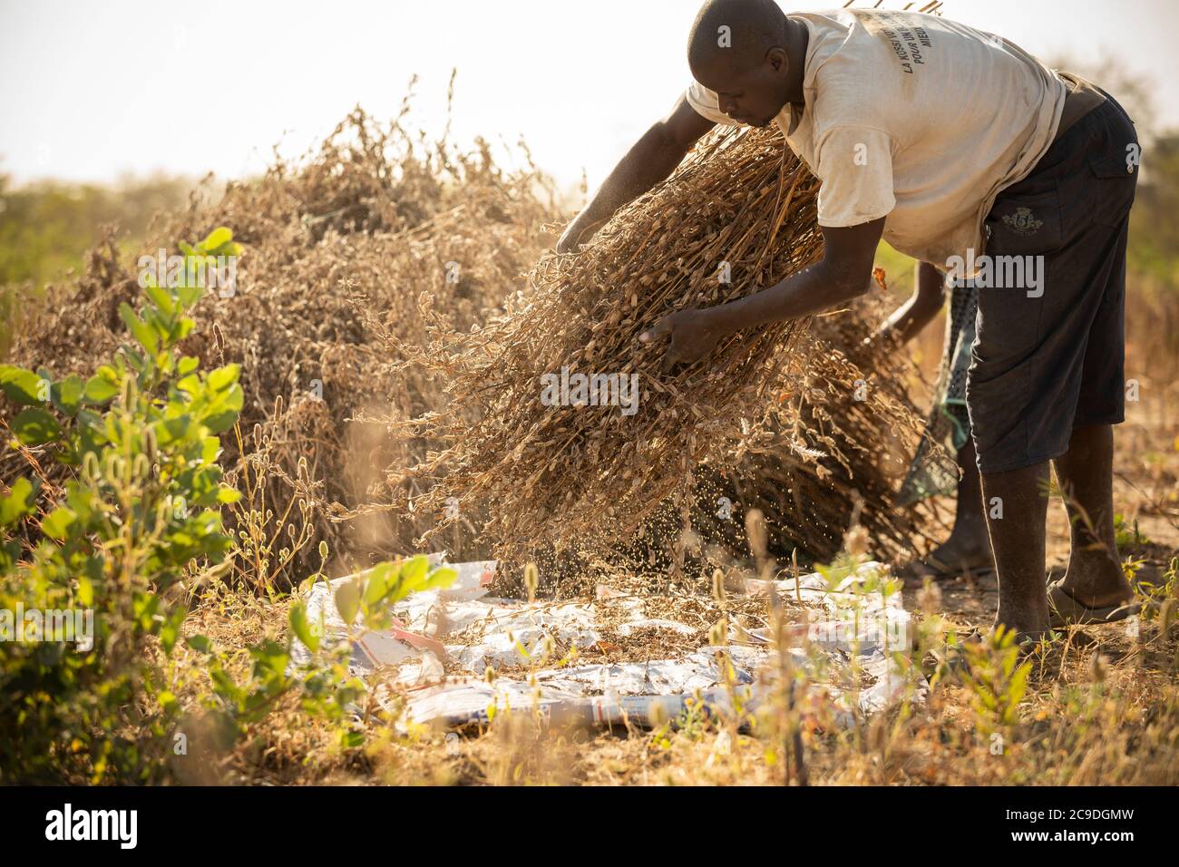 African subsistence farmers extract sesame grain from stalks and ...