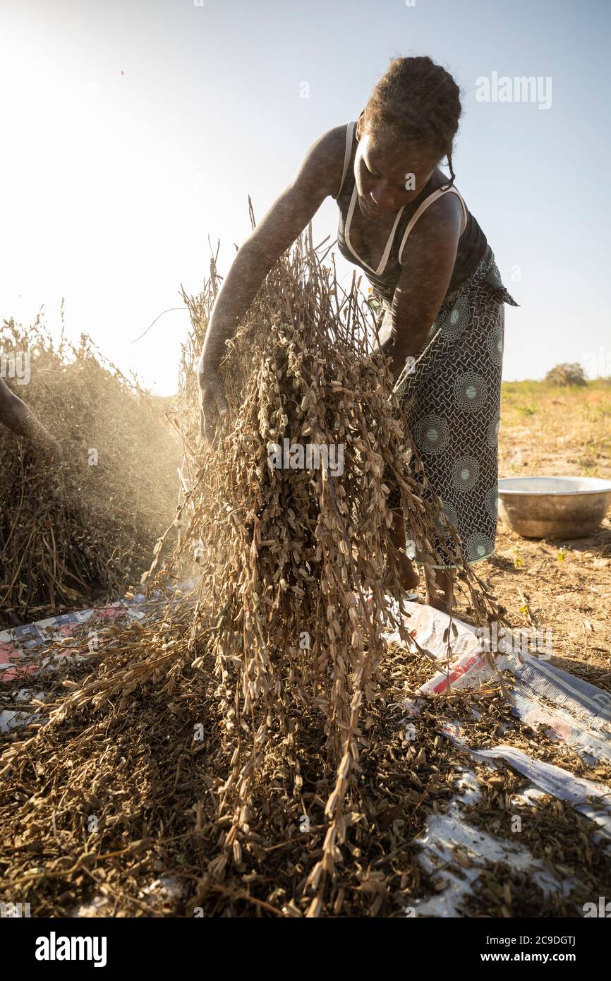 Winnowing sesame hi-res stock photography and images - Alamy