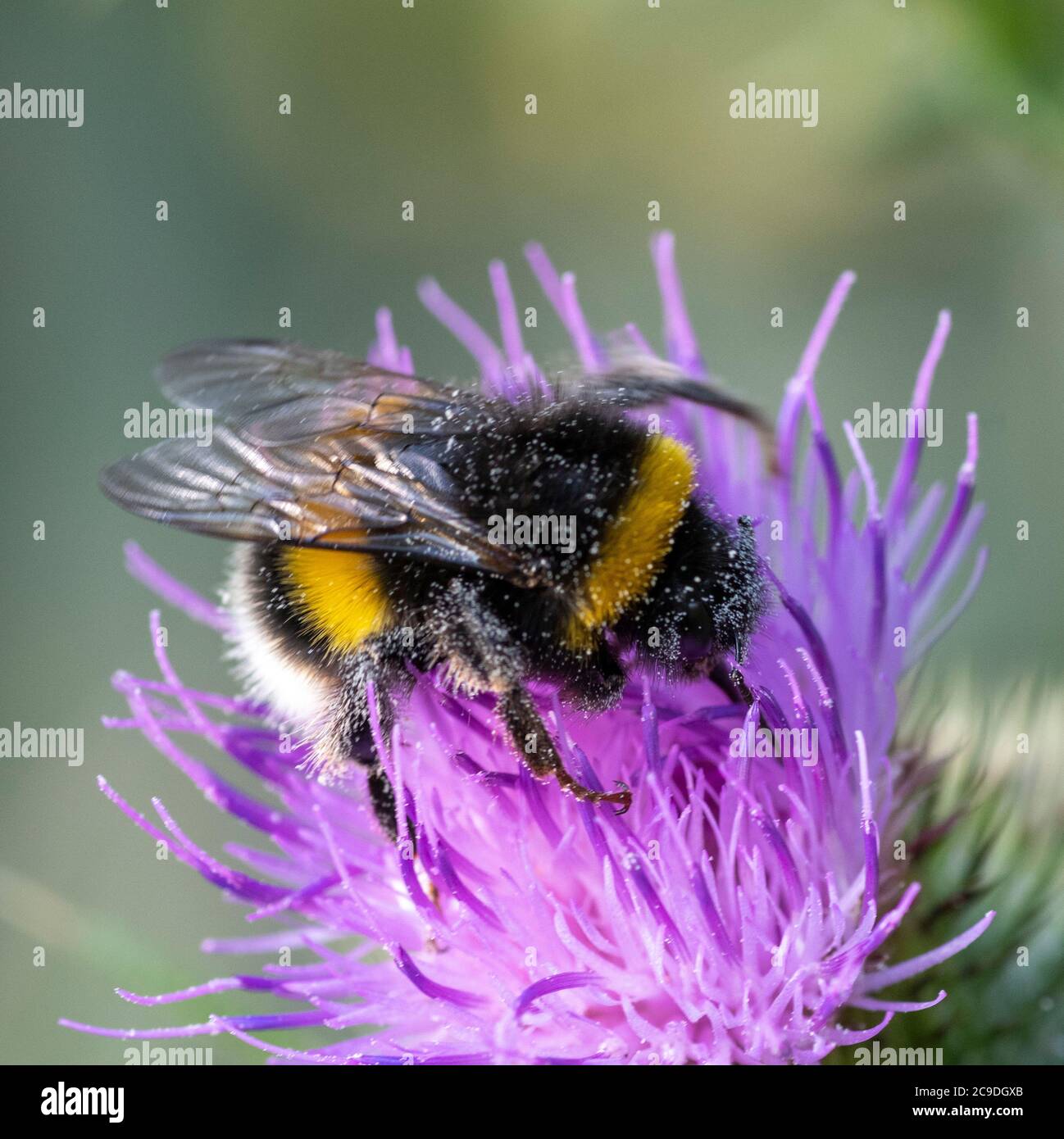 White bee feeding hi-res stock photography and images - Alamy