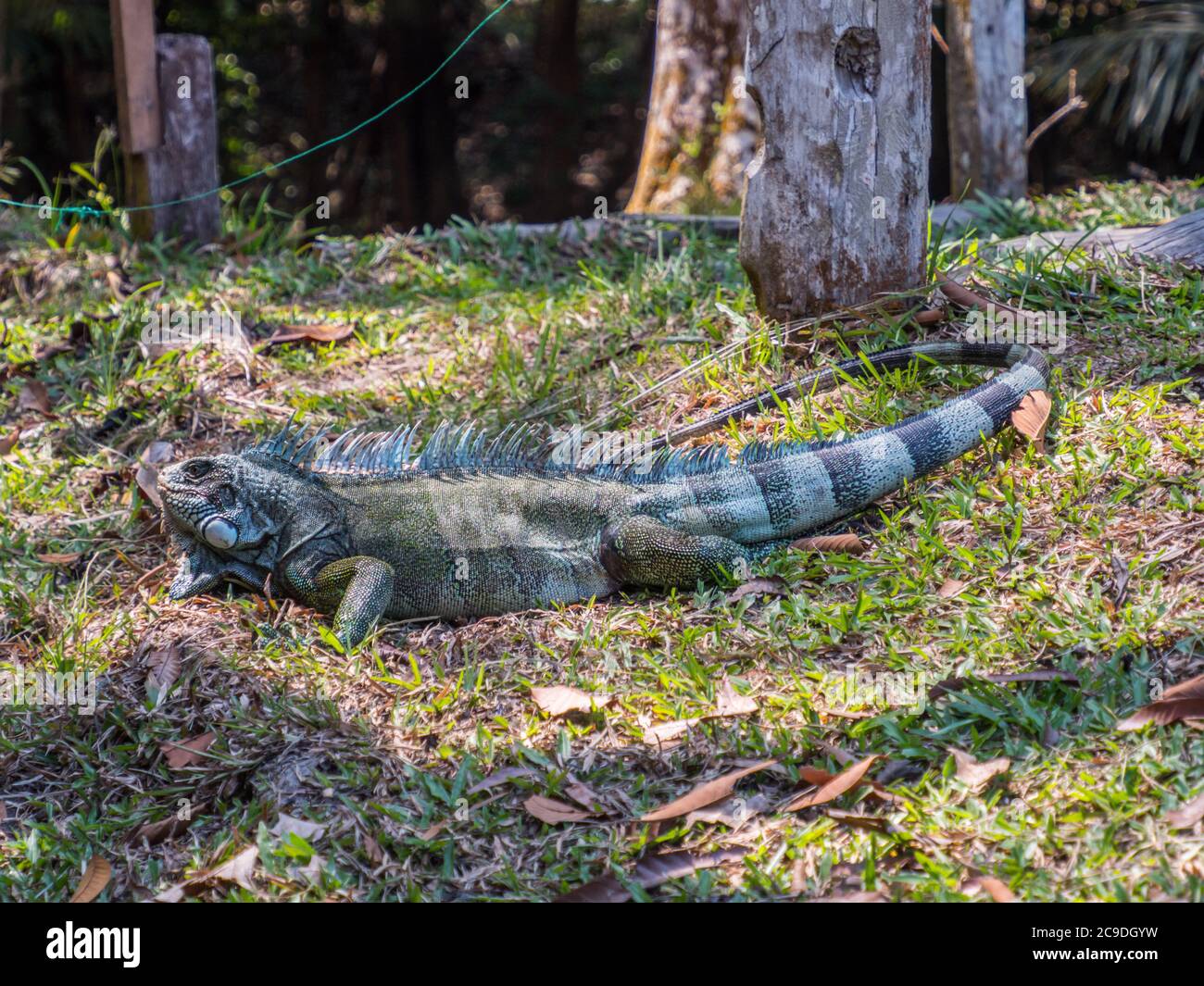 A large, green lizard in the Amazon jungle. Amazonia. Latin America ...