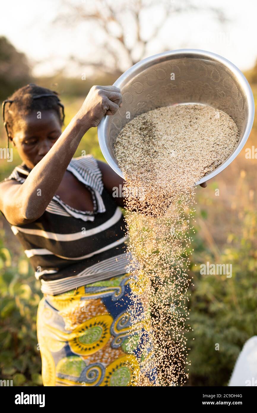 Winnowing sesame hi-res stock photography and images - Alamy