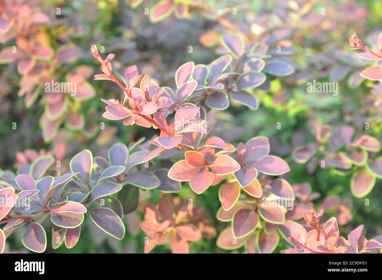 Purple background from the leaves of Japanese barberry barberry ...