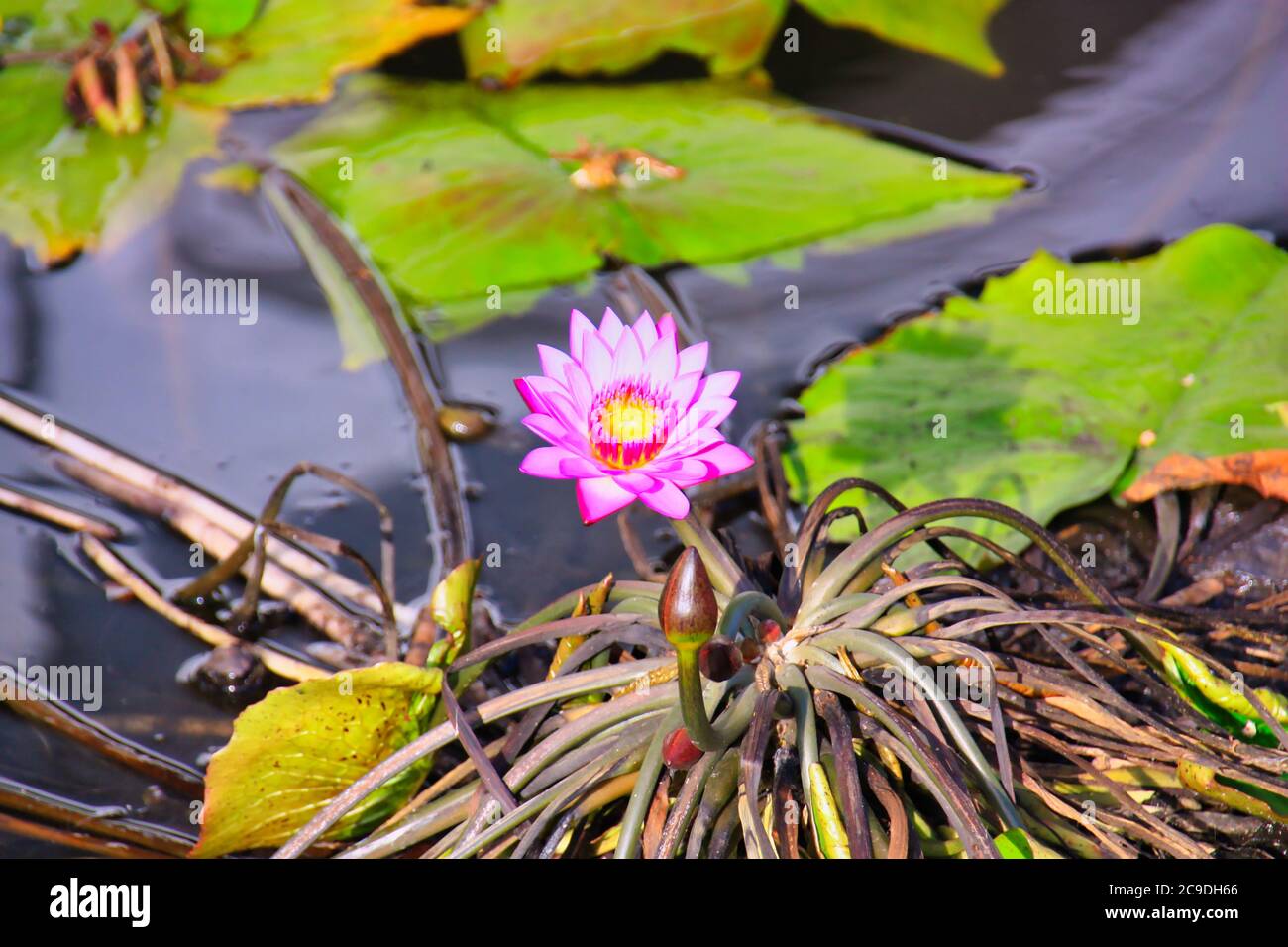A lotus flower japan hi-res stock photography and images - Alamy