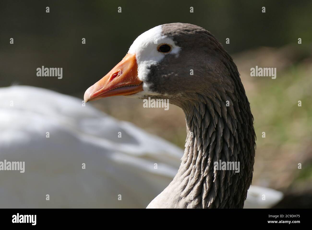 Grey goose head hi-res stock photography and images - Alamy