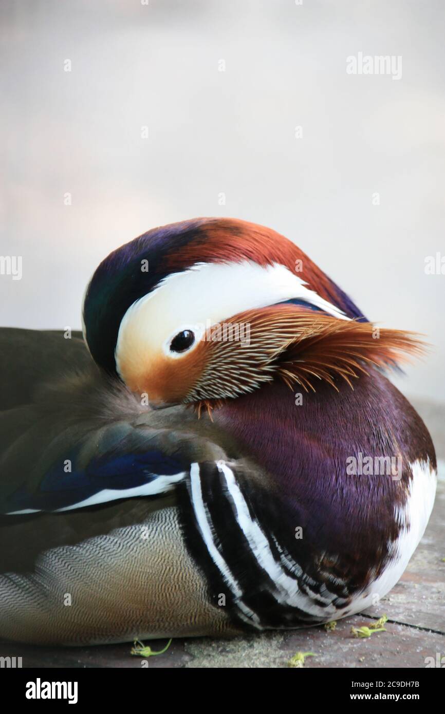 Closeup wild mallard duck cleaning hi-res stock photography and images ...