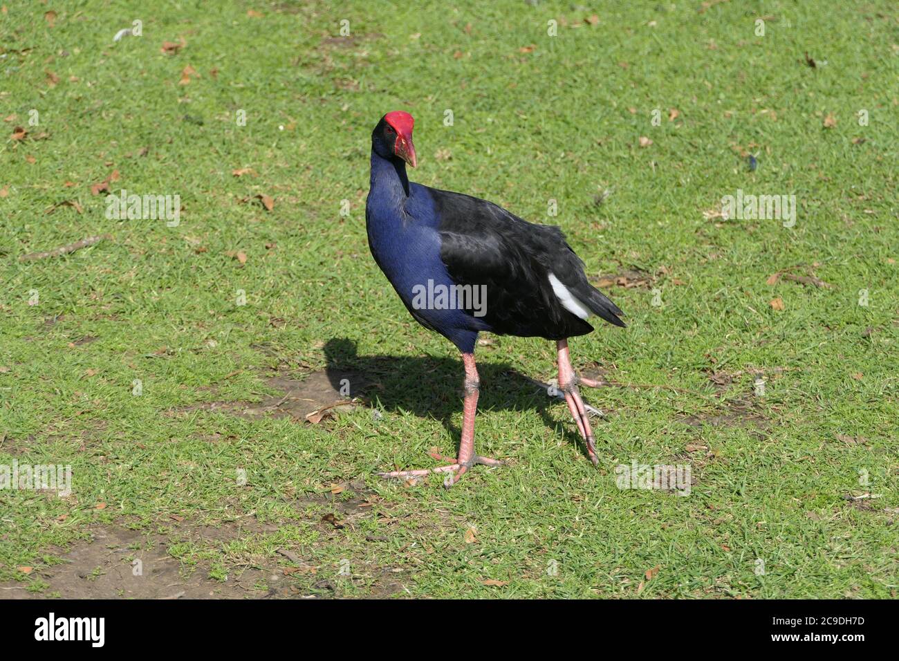 Pukeko Wildlife High Resolution Stock Photography and Images - Alamy