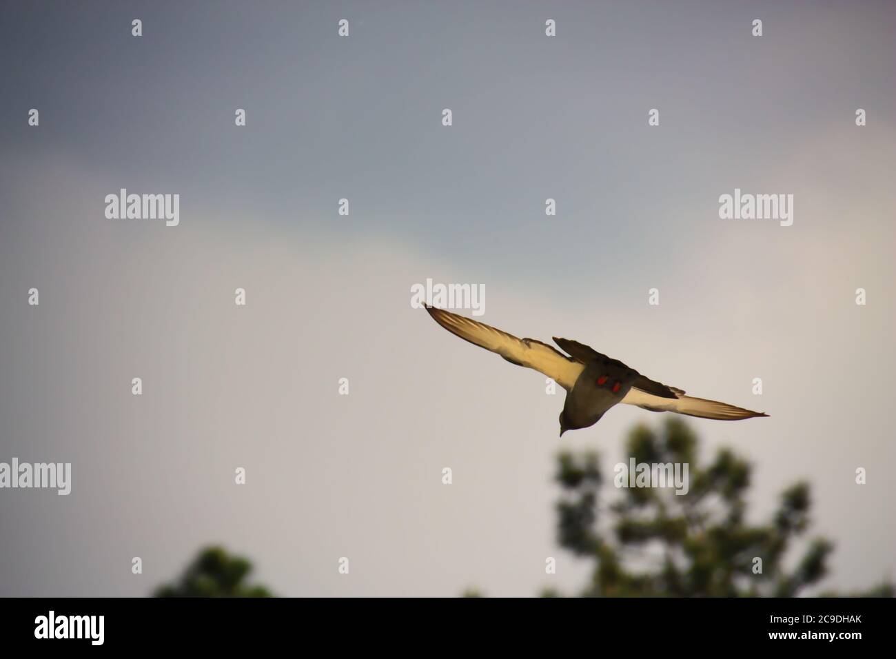 Beautiful white dove in flight hi-res stock photography and images - Alamy
