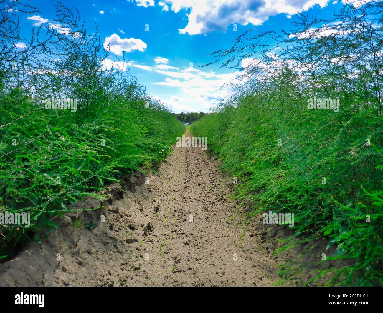 Asparagus crop farmland hi-res stock photography and images - Alamy