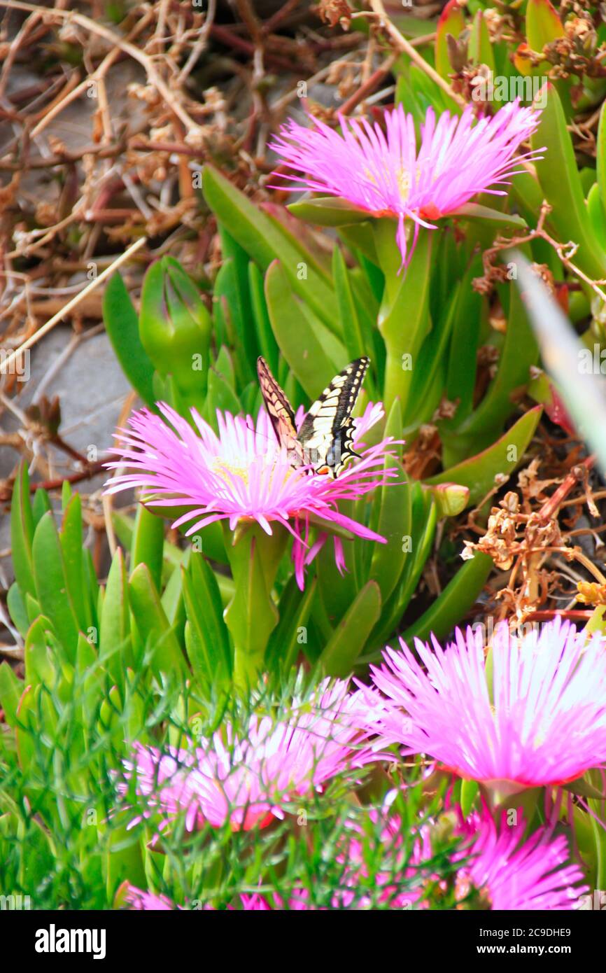 Beautiful swallowtail hi-res stock photography and images - Alamy