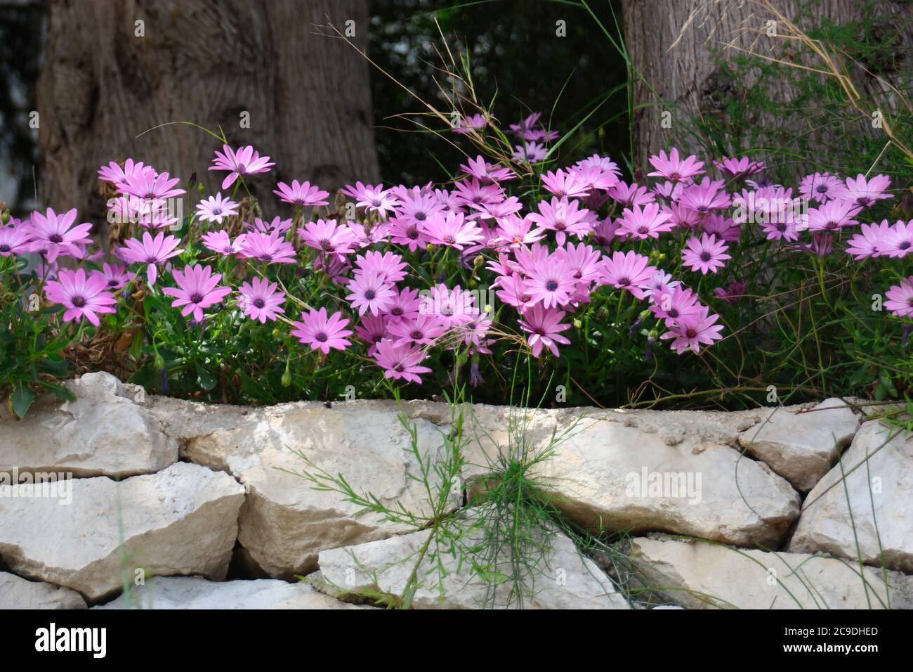 Pretty purple flowers hi-res stock photography and images - Alamy