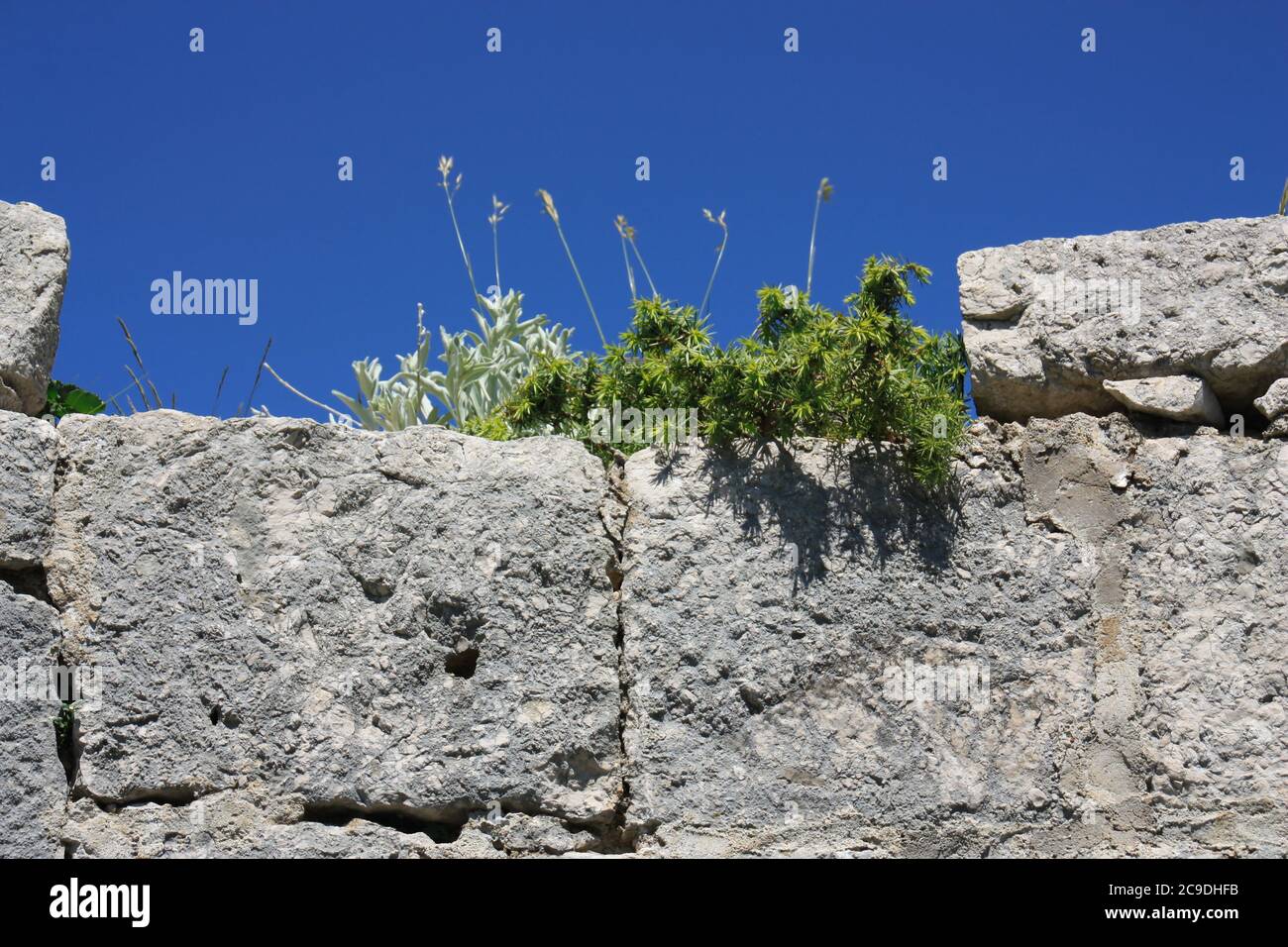 Beautiful plant flower hi-res stock photography and images - Alamy