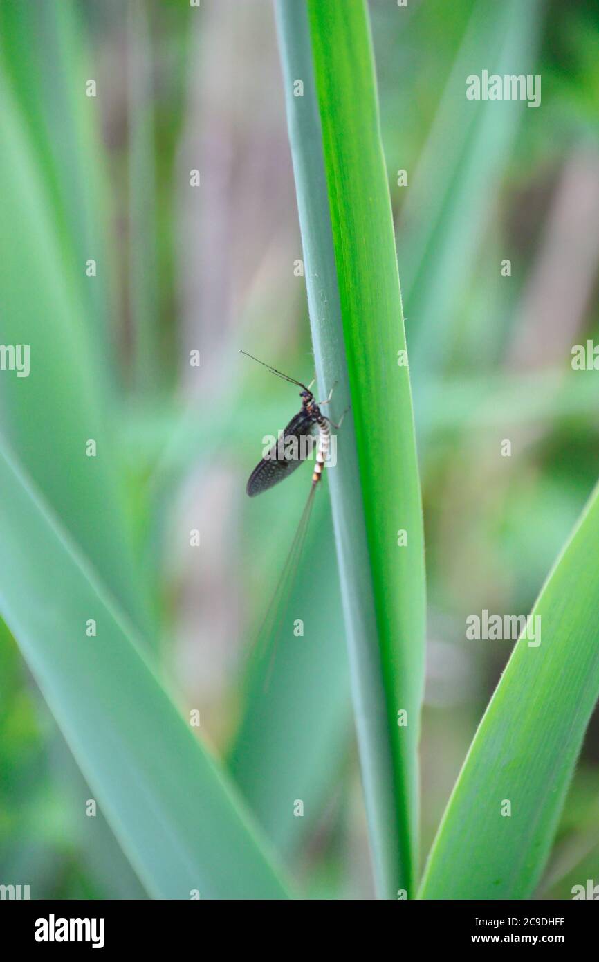 May fly hi-res stock photography and images - Alamy