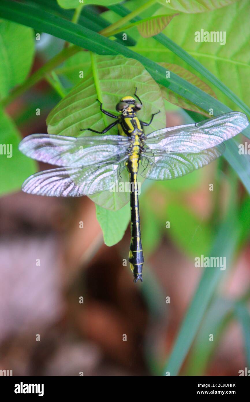 Small libelle hi-res stock photography and images - Alamy