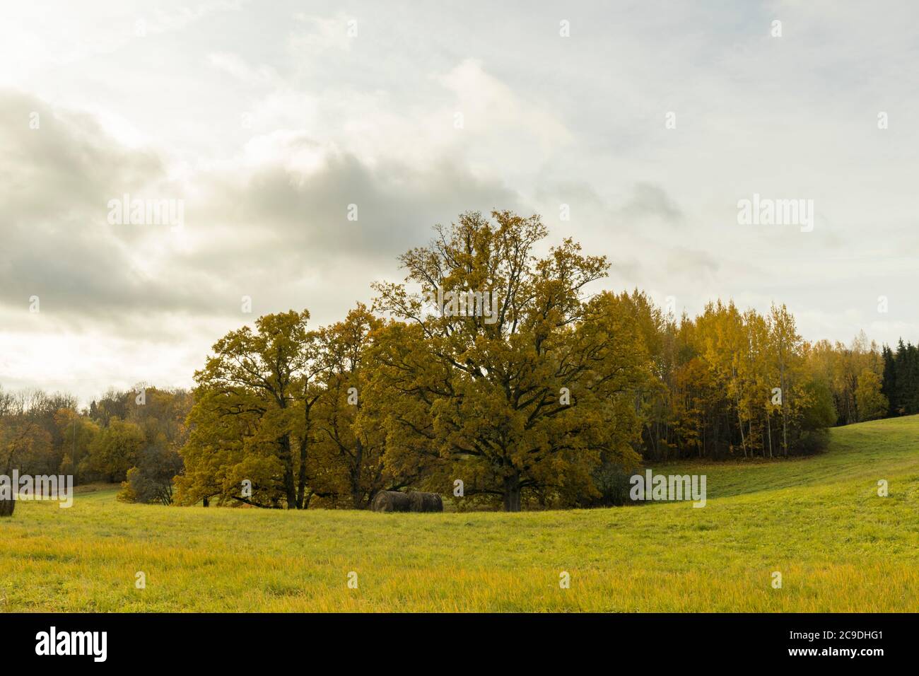 Autumn landscape. Yellow field and sky Stock Photo - Alamy