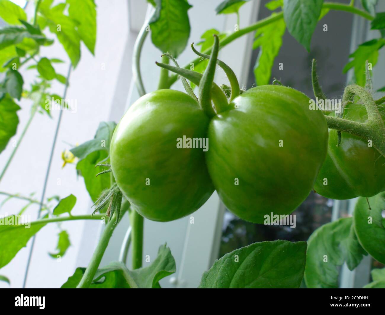 a green Siamese twin tomato black zebra Stock Photo - Alamy