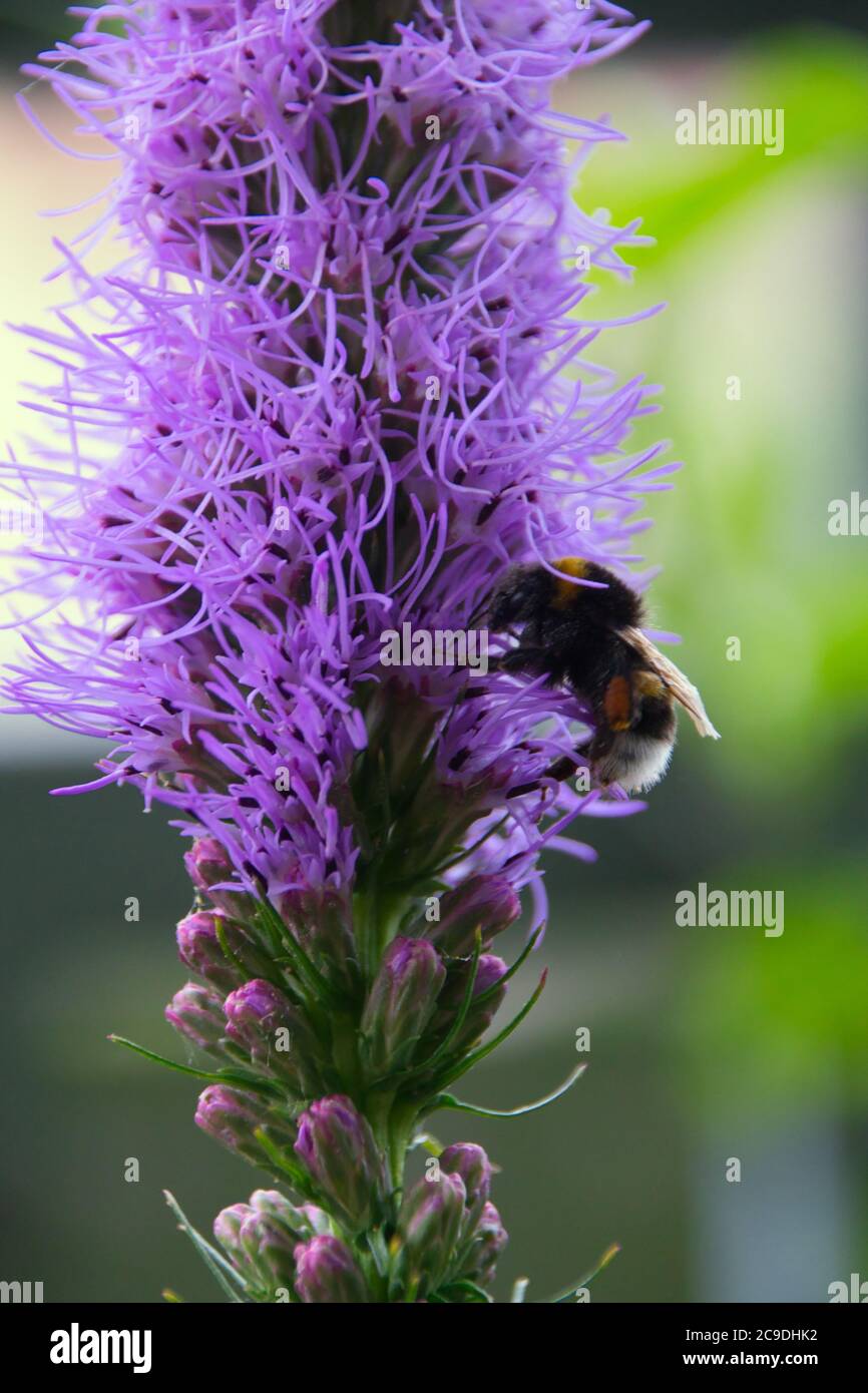 Bumblebee collecting pollen on a lavender flower hi-res stock ...