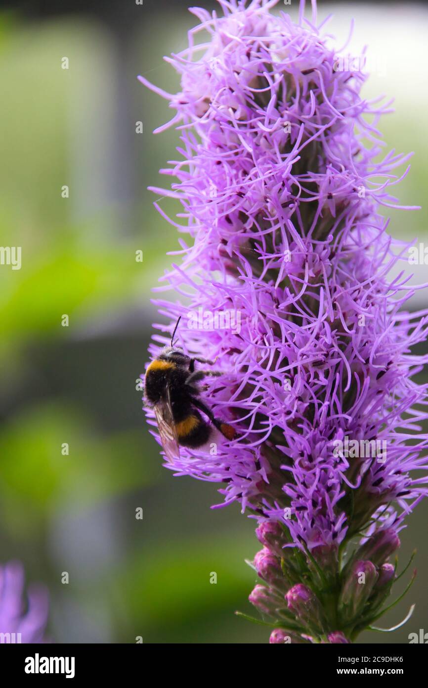 Bumblebee collecting pollen on a lavender flower hi-res stock ...