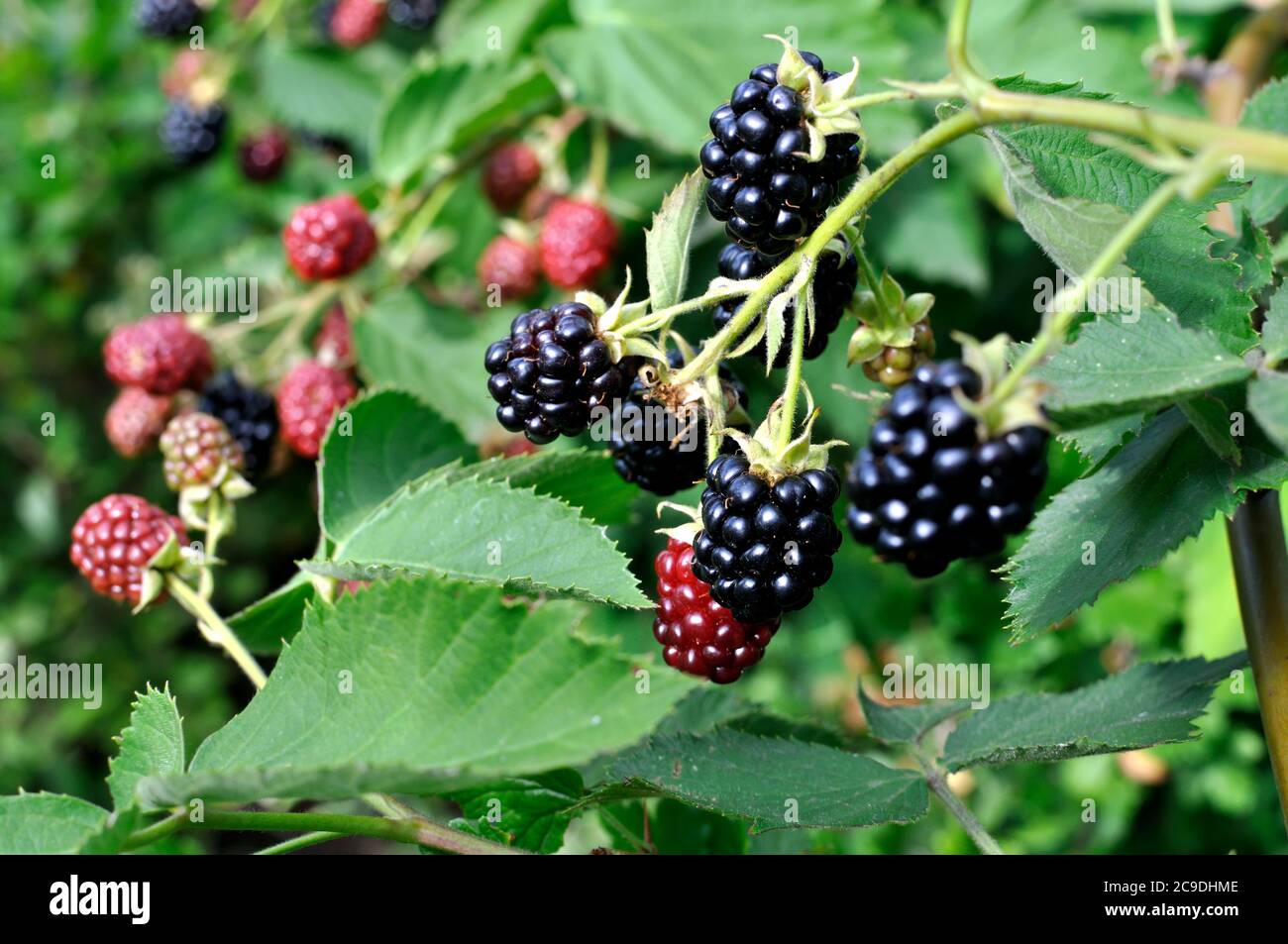 Blackberry fruit branch High Resolution Stock Photography and Images ...