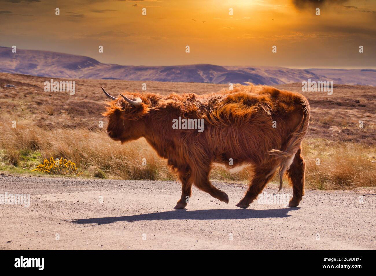 Farmer with cattle sunset hi-res stock photography and images - Alamy