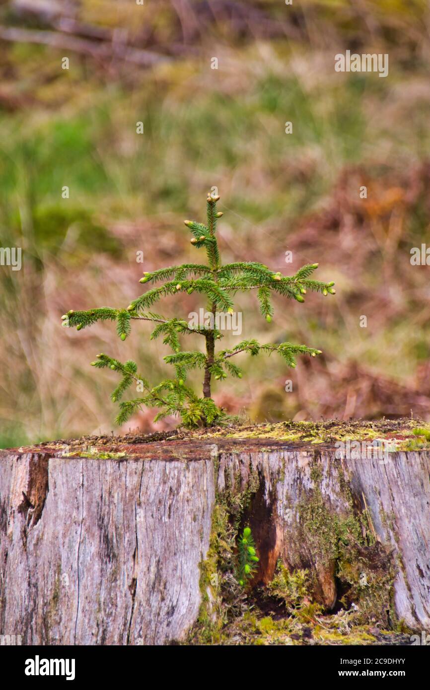 Young tree seedling grow from old stump Stock Photo - Alamy